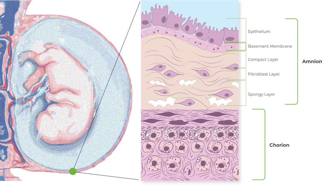 VENDAJE AC® | BioStem Technologies