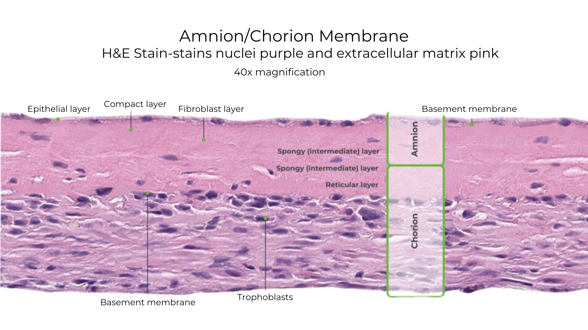 VENDAJE AC® | BioStem Technologies